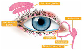 MECS (Minor Eye Conditions Service) - R. Woodfall Opticians of London